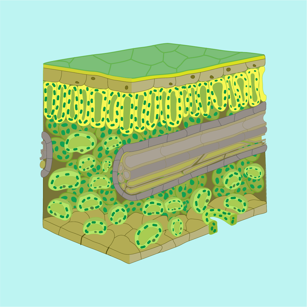 Cell Structure Function And Organisation